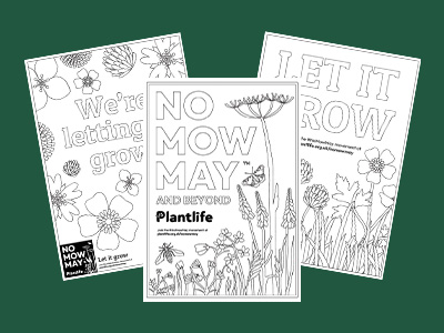 Plantlife's No Mow May Movement