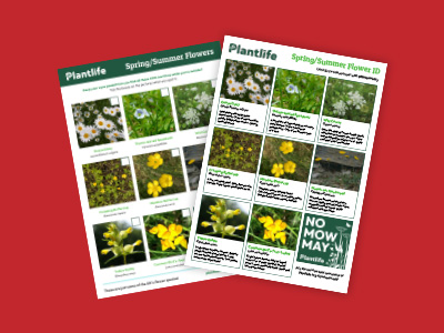 Plantlife's No Mow May Movement