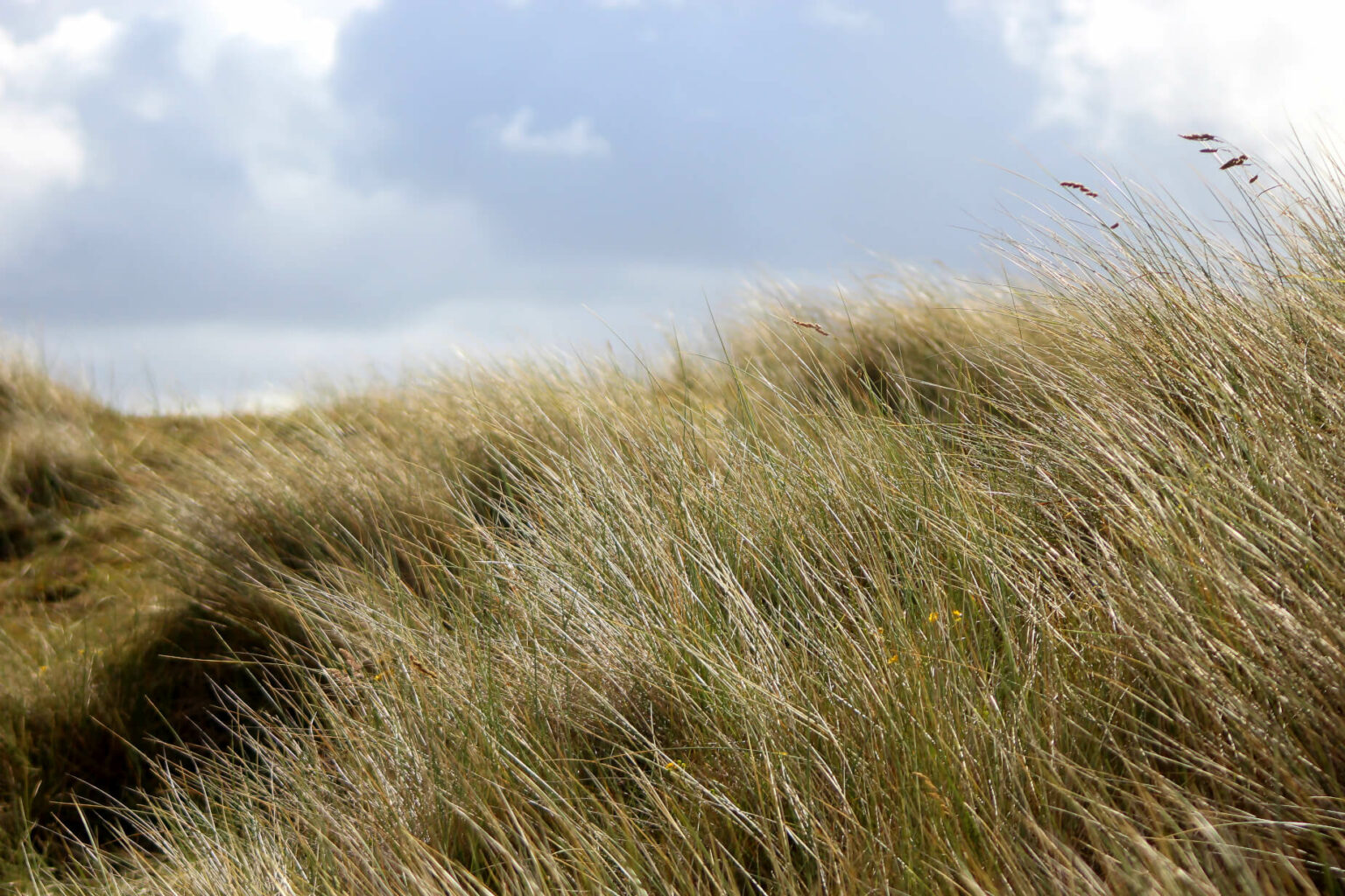 Dynamic Dunescapes Project - Wales - Plantlife