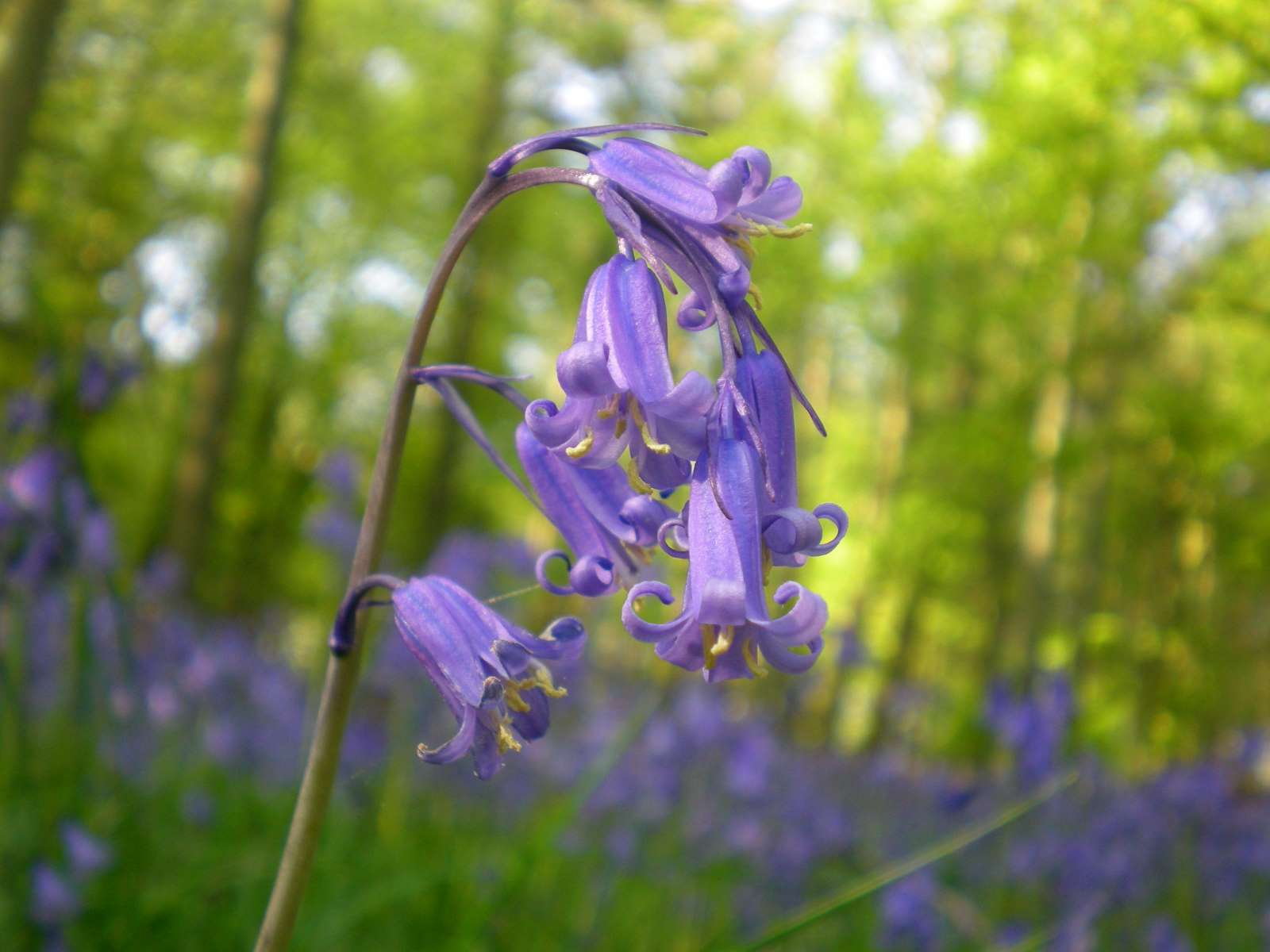 Bluebell - Plantlife