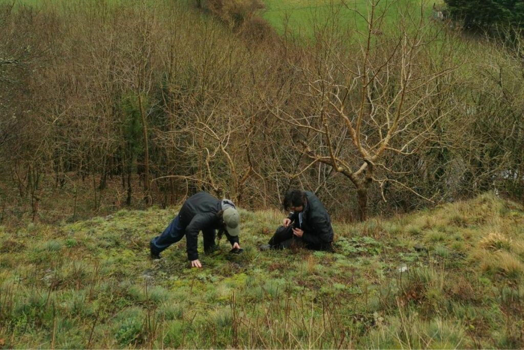 Natur am Byth! - Plantlife