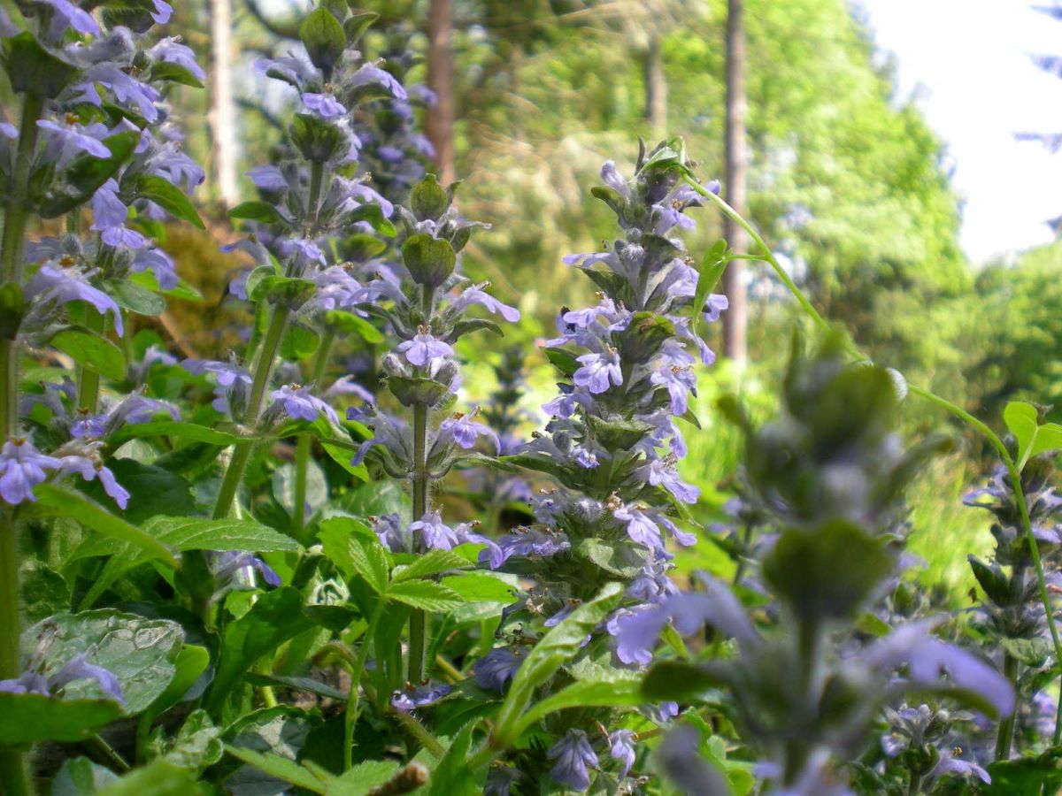Bugle - Plantlife