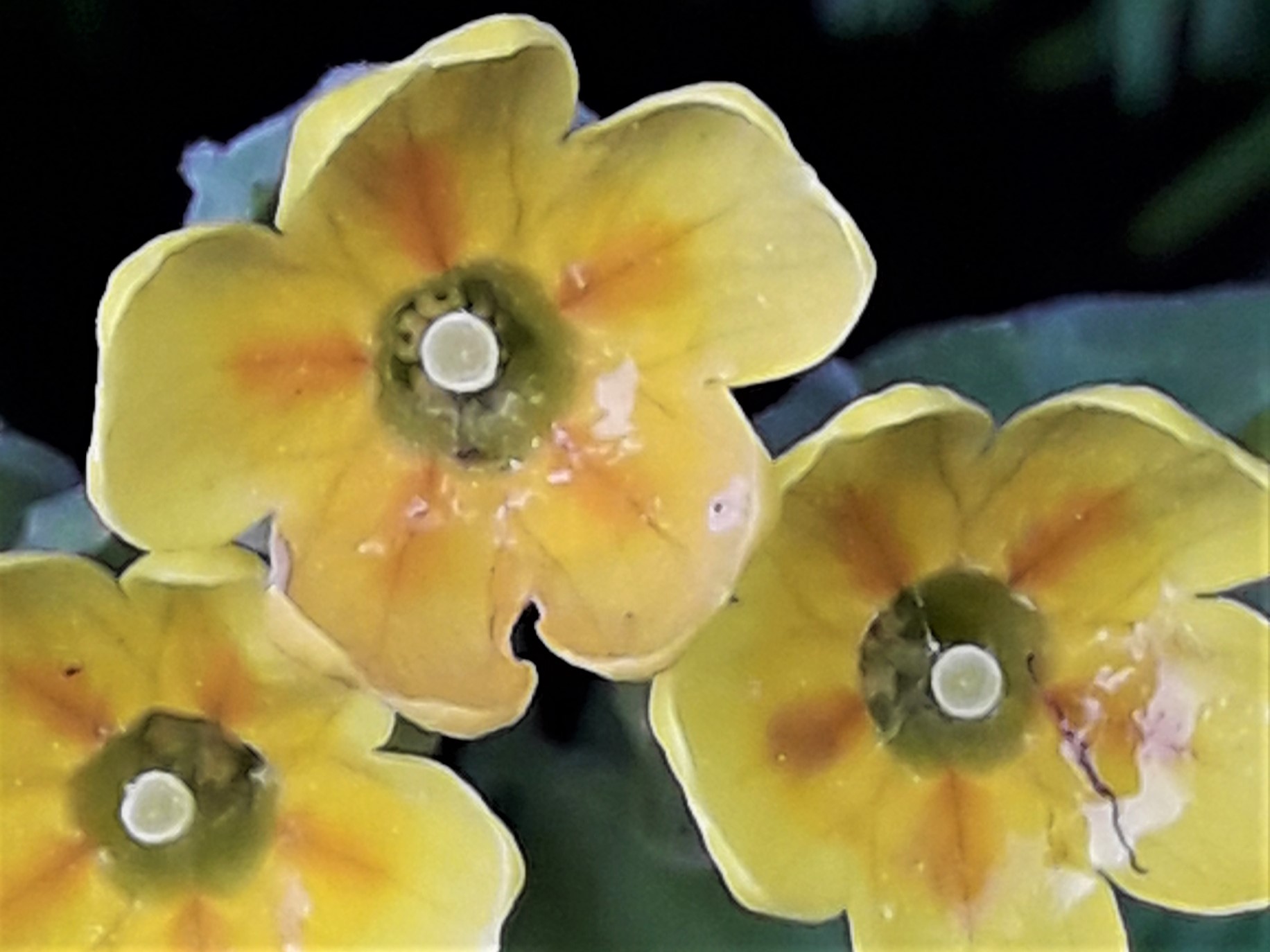 Cowslip - Plantlife
