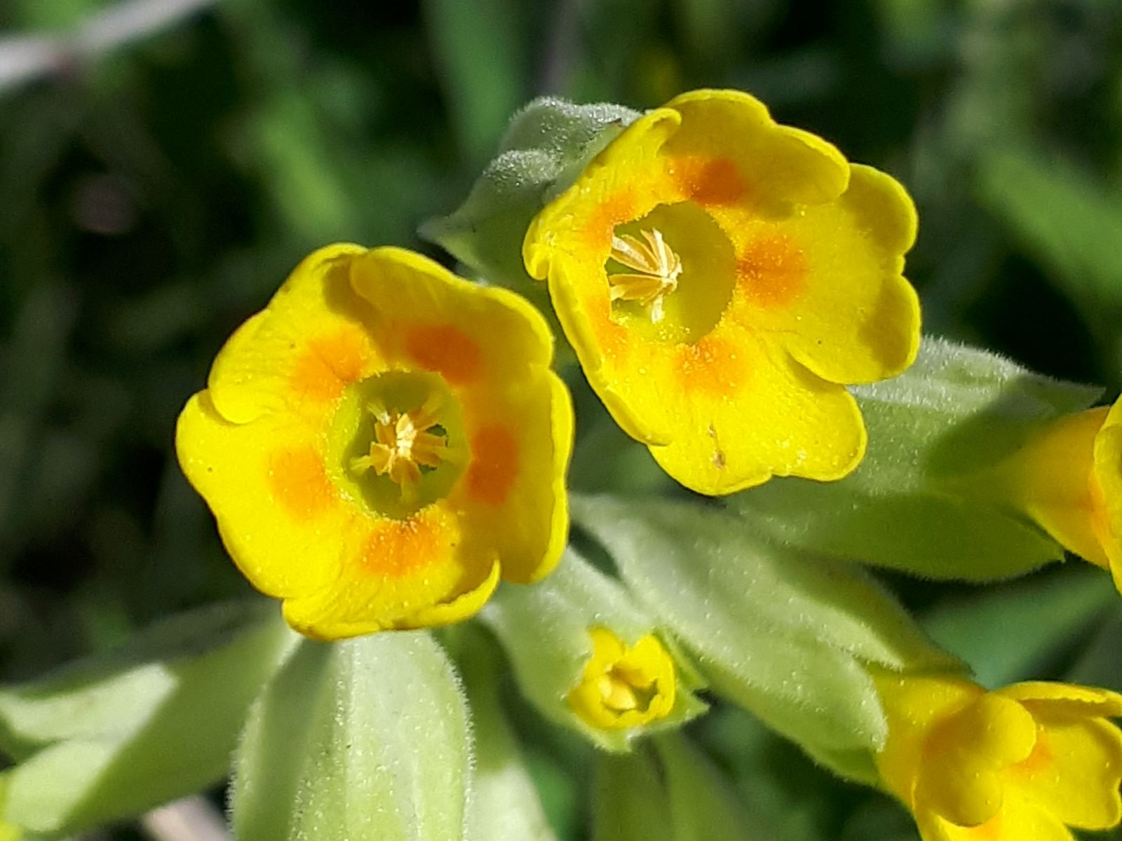Cowslip - Plantlife