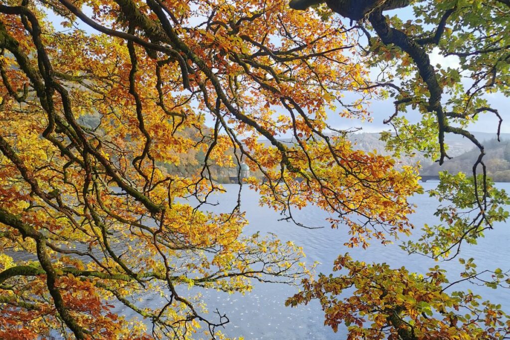 Natur am Byth! - Plantlife