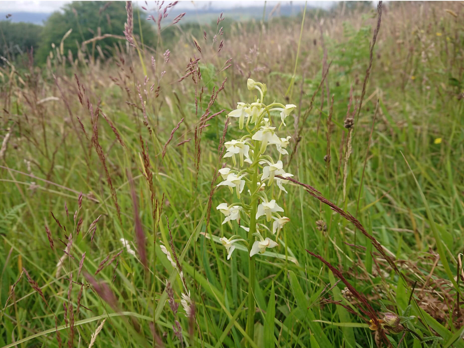 Welsh Nature Reserves - Plantlife
