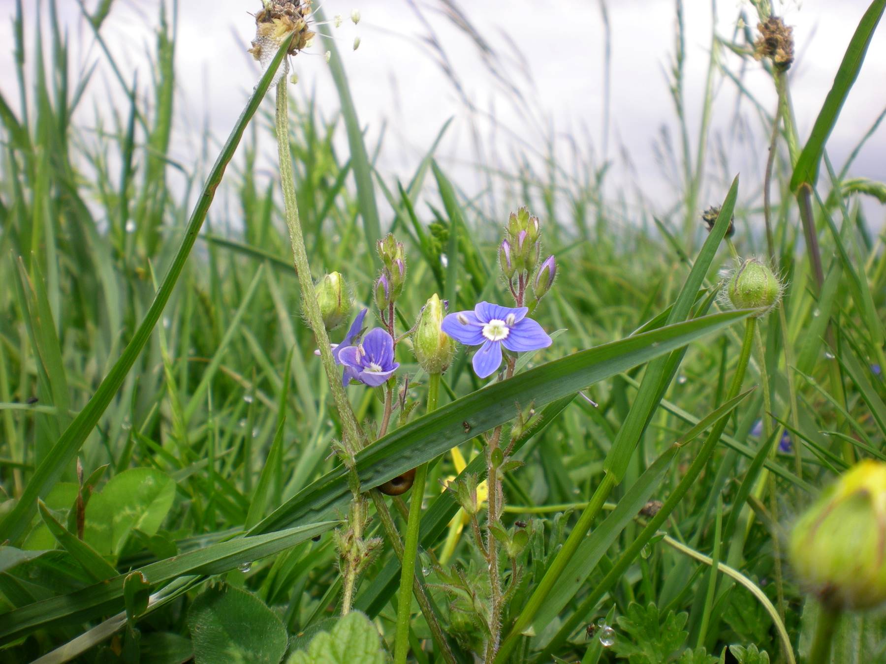Germander Speedwell - Plantlife