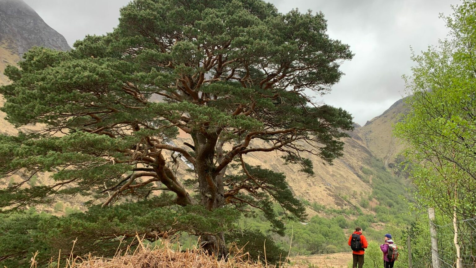 Saving Scotland’s Rainforest Project - Plantlife