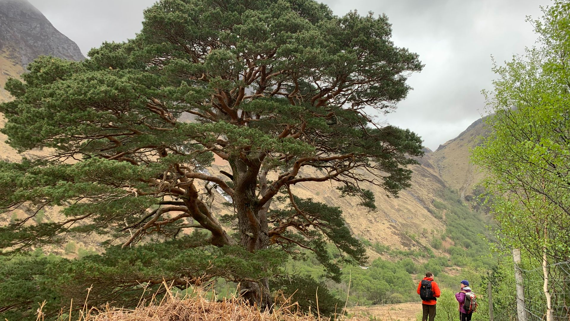 Saving Scotland’s Rainforest Project - Plantlife