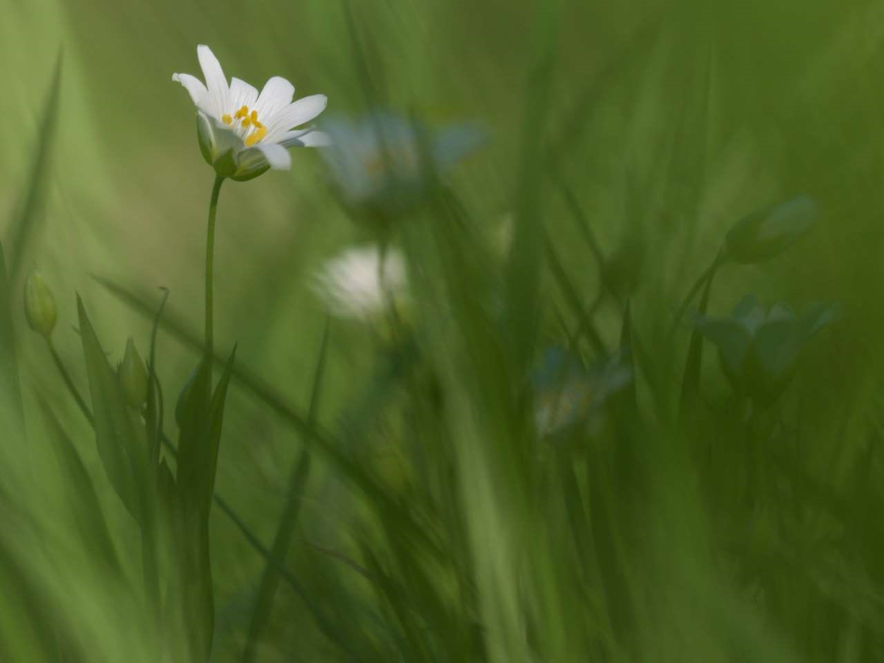Greater Stitchwort - Plantlife