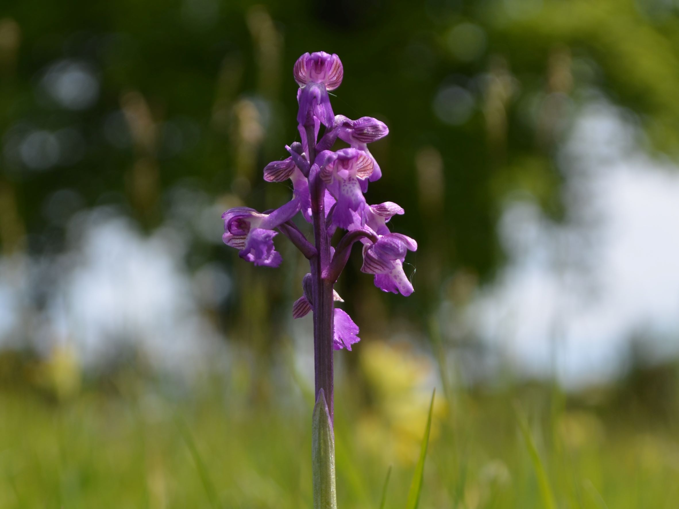 Green-winged Orchid - Plantlife