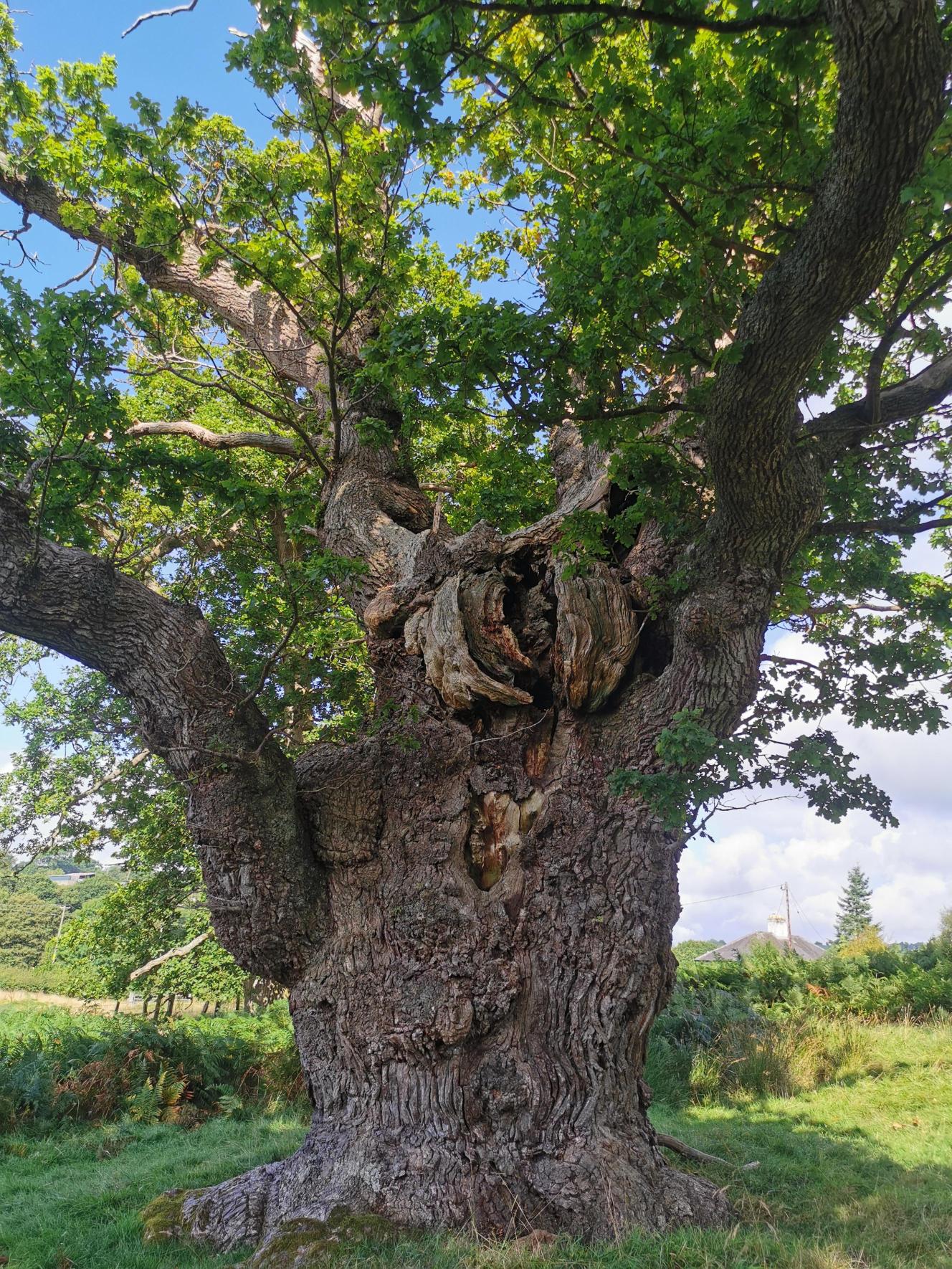 Natur am Byth! - Plantlife