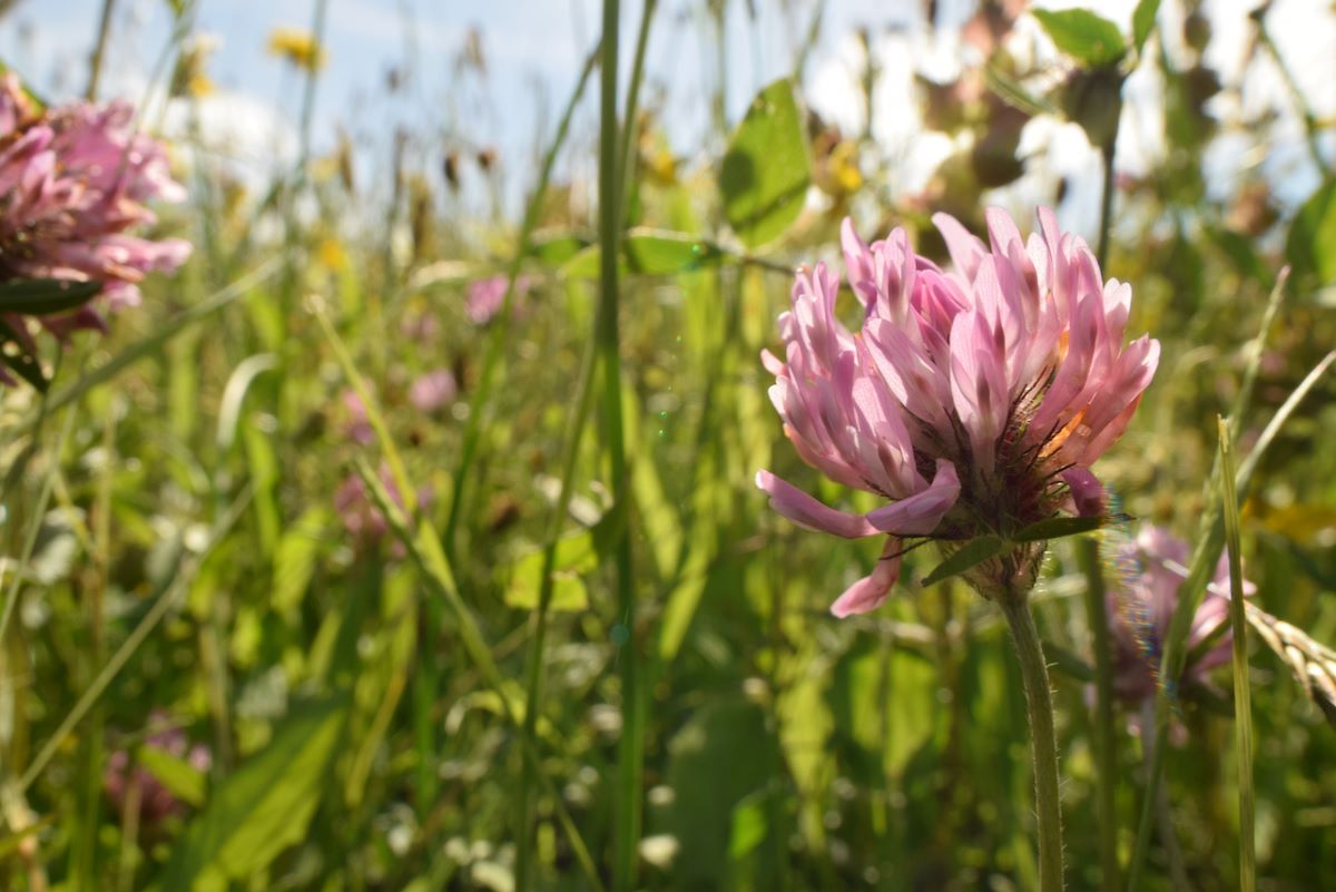Meadow Makers - Plantlife