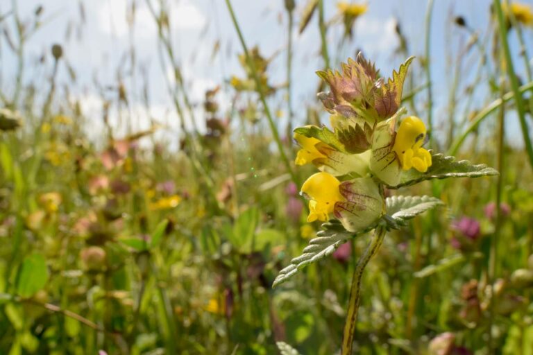 Yellow Rattle - Plantlife