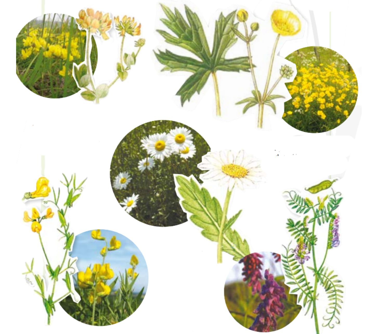 Explore the Outdoors - Plantlife