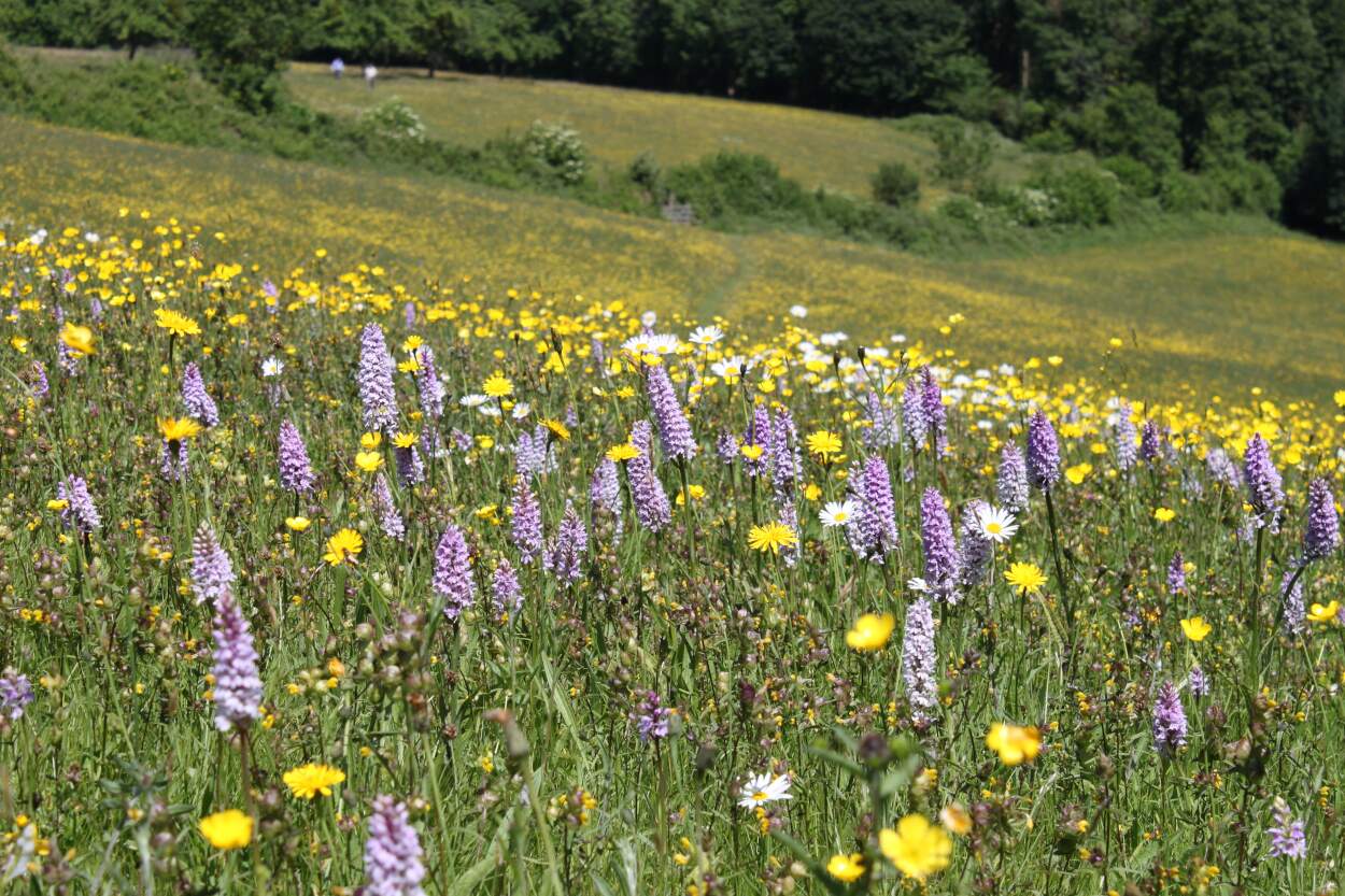 Our Nature Reserves - Plantlife