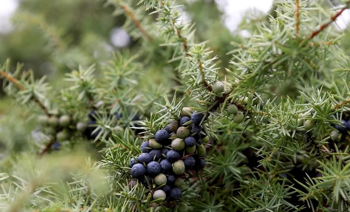 Saving England’s Lowland Juniper - Plantlife Saving England’s Lowland Juniper - Plantlife