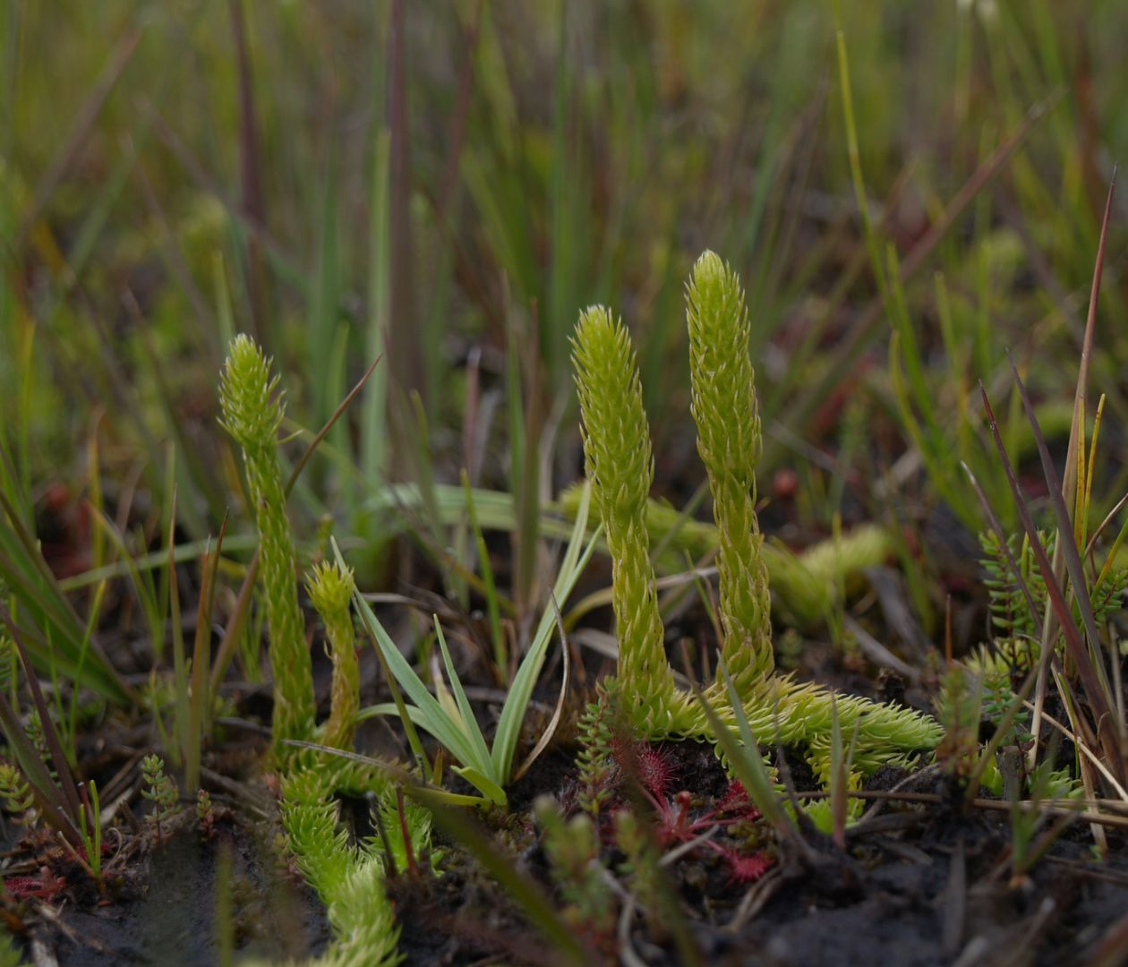Back from the Brink - Plantlife