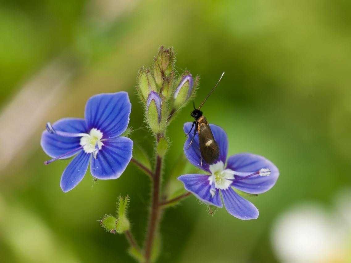 Germander Speedwell - Plantlife