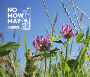 Plantlife's No Mow May Movement