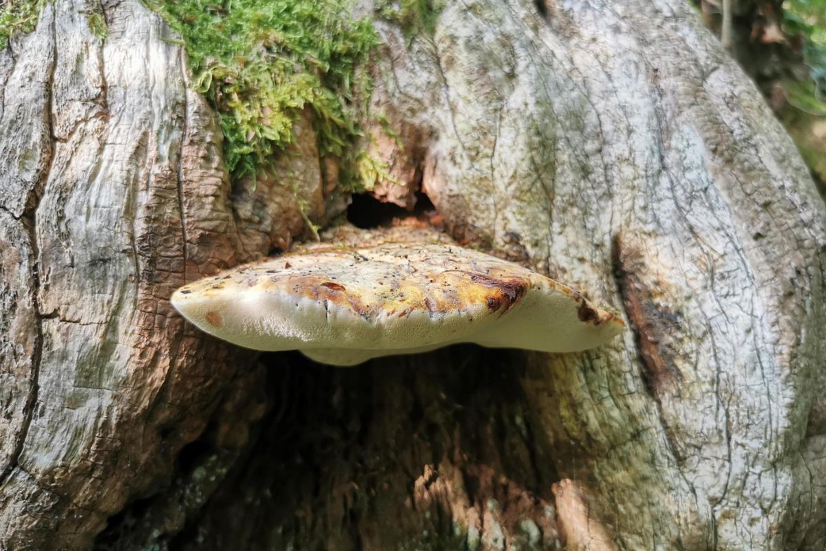 Natur am Byth! - Plantlife