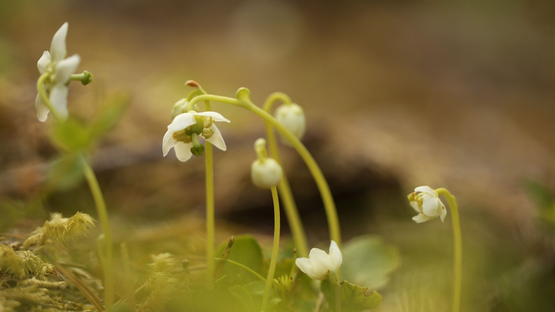 Saving Wintergreen, A Confusing Wee Flower - Plantlife