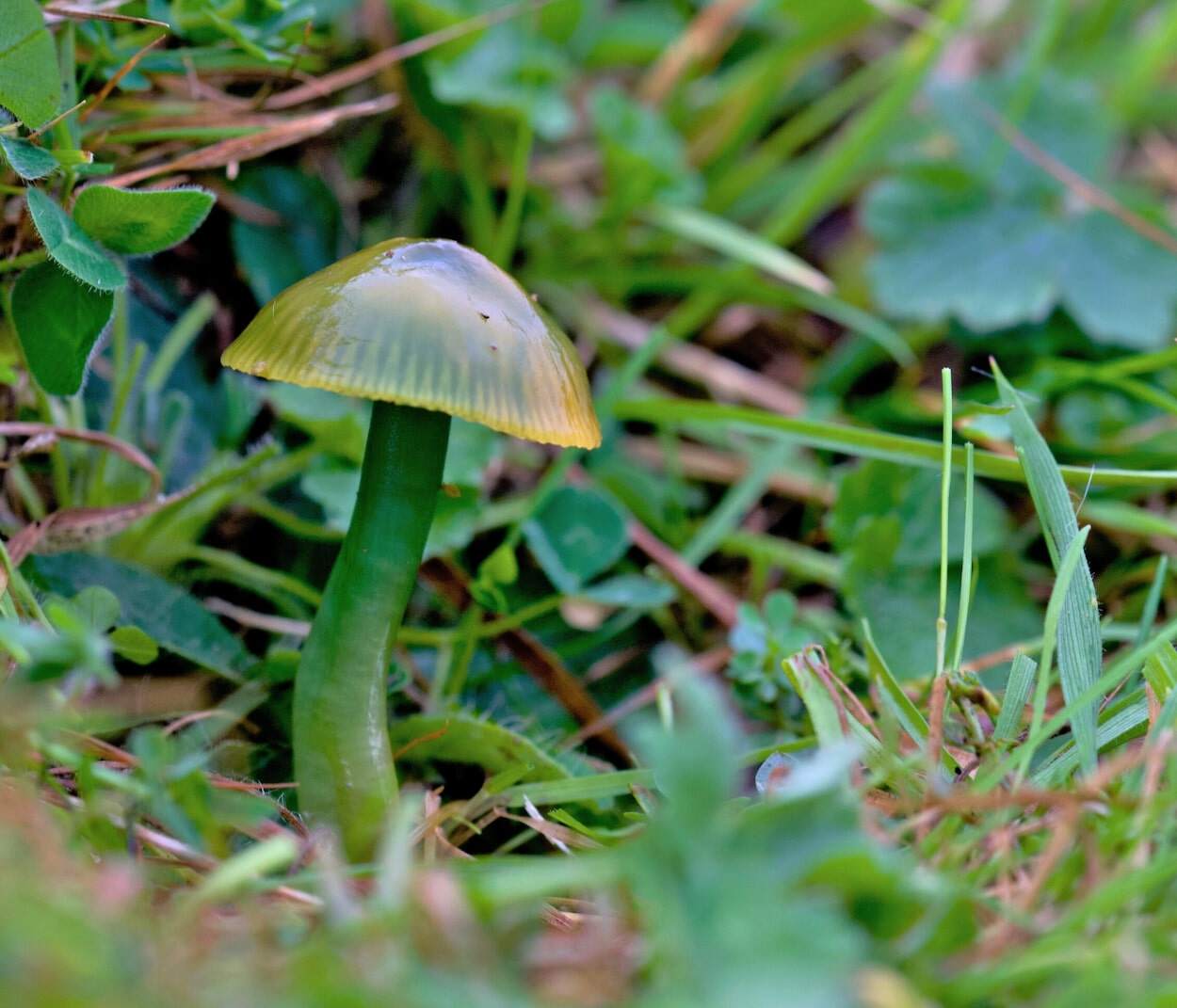 Parrot Waxcap - Plantlife
