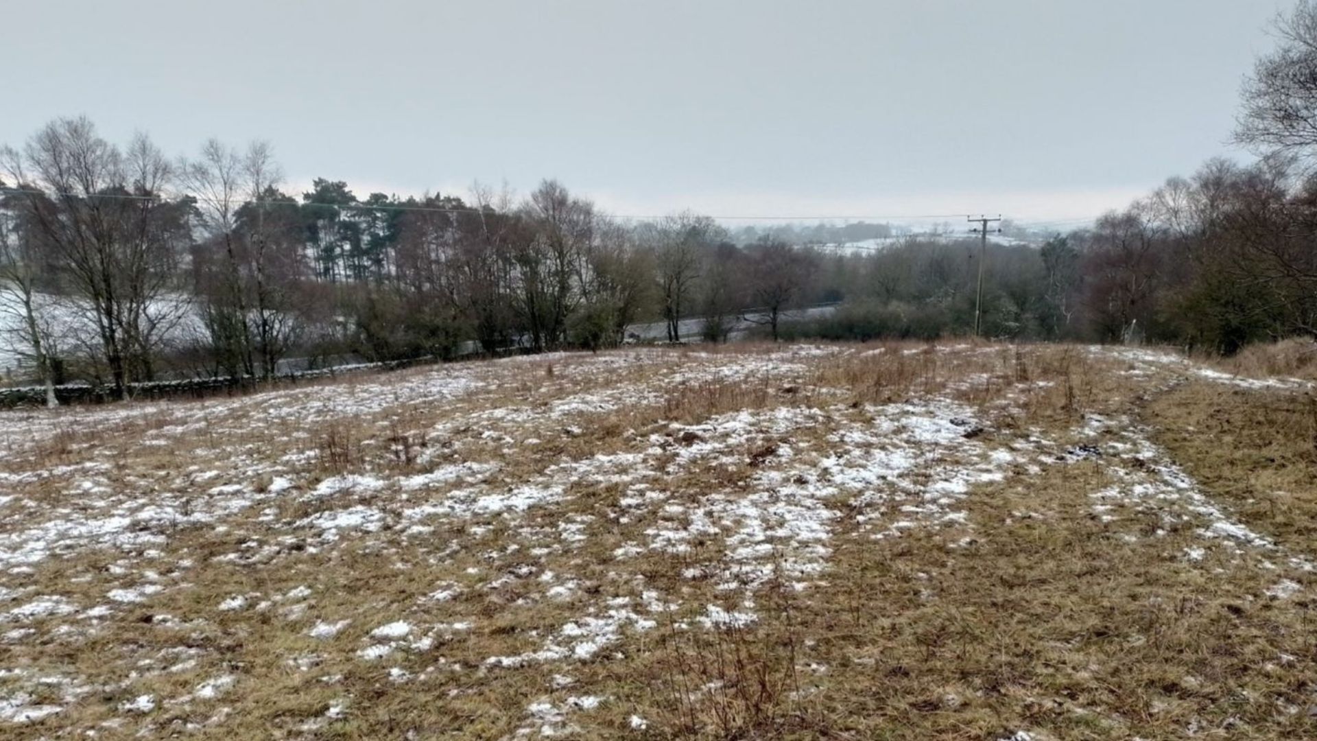 Augill Pasture: Ash Tree Dieback and Pony Grazing - Plantlife