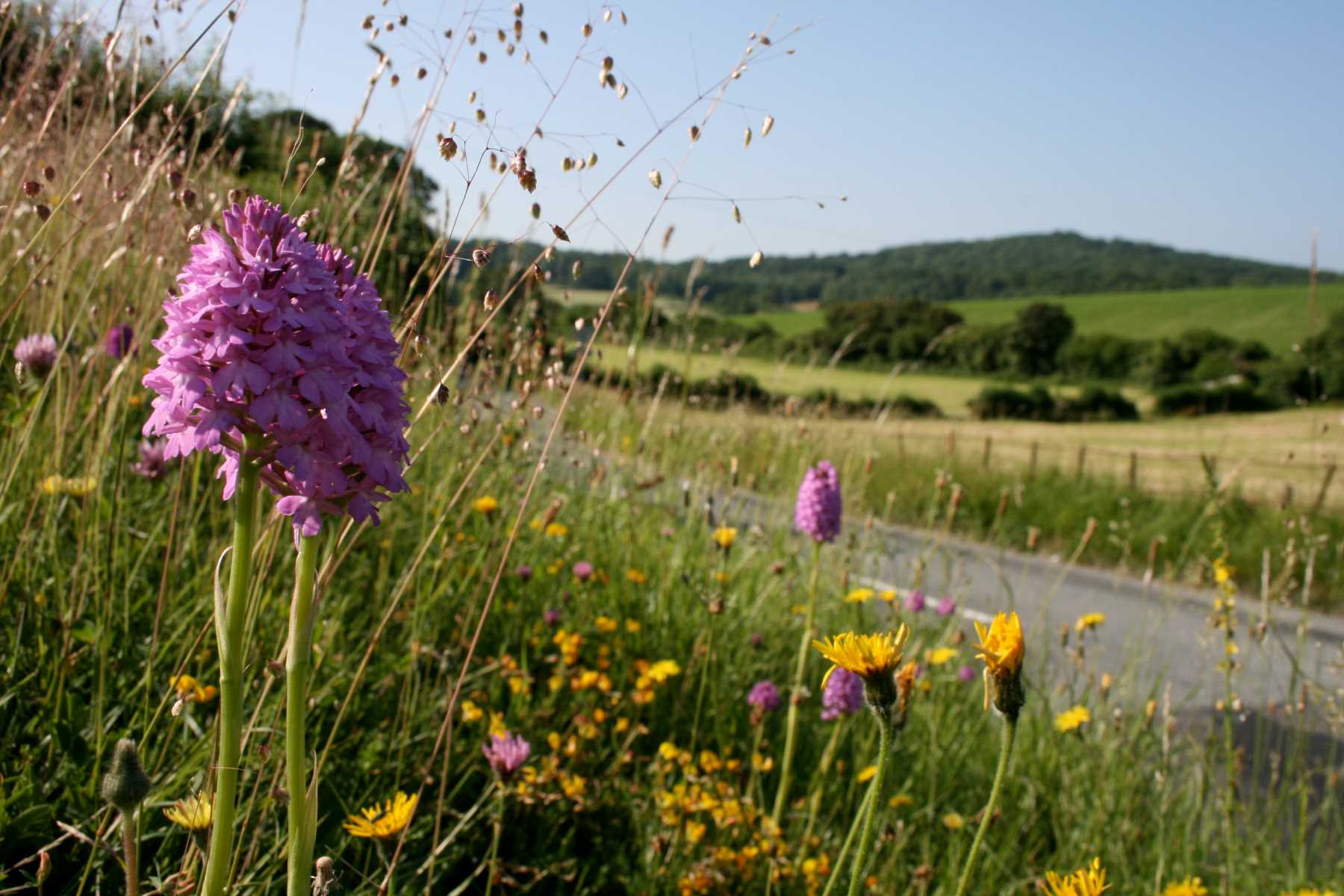 Managing Road Verges and Green Spaces - Plantlife