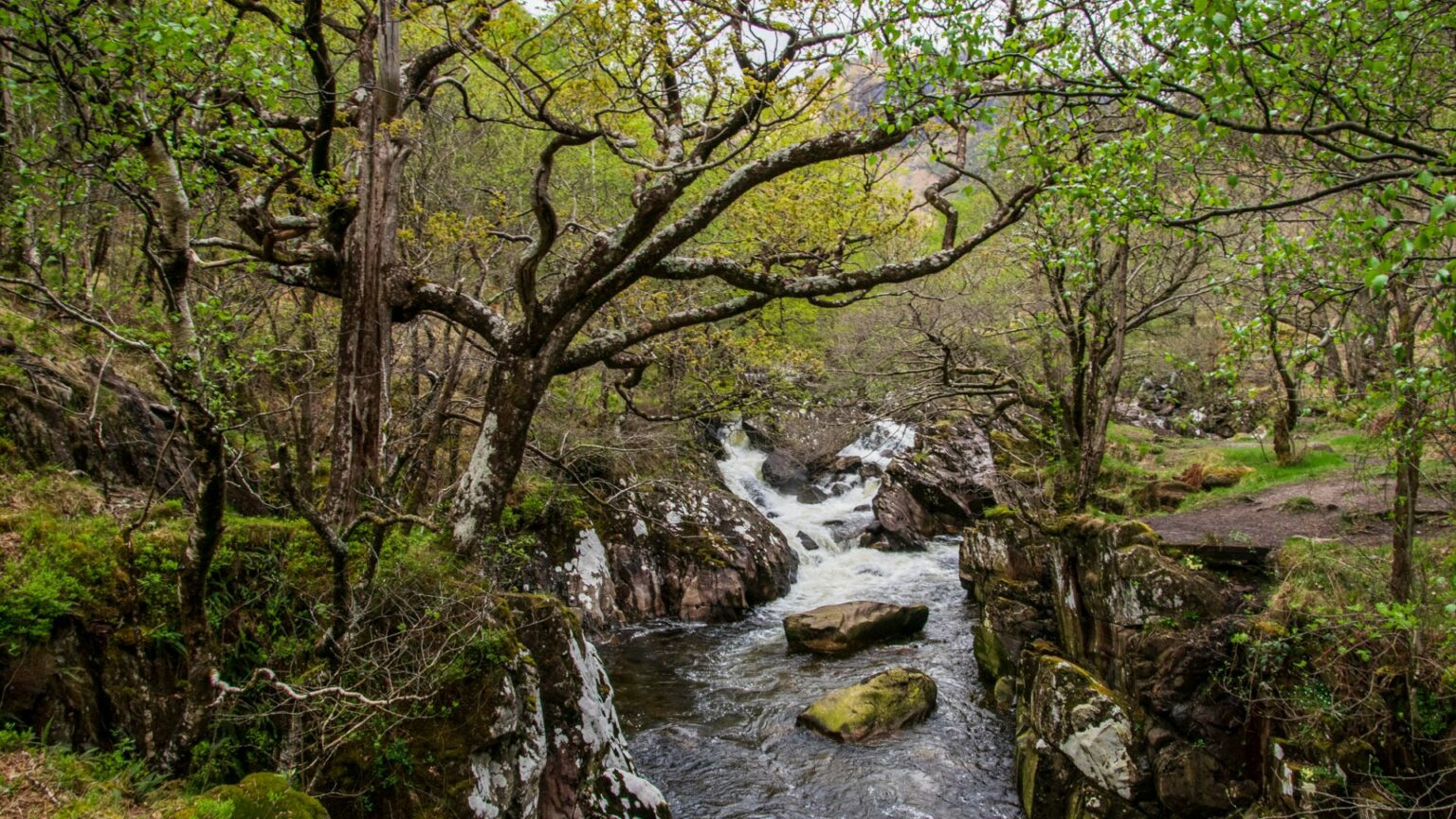 Saving Scotland’s Rainforest Project - Plantlife