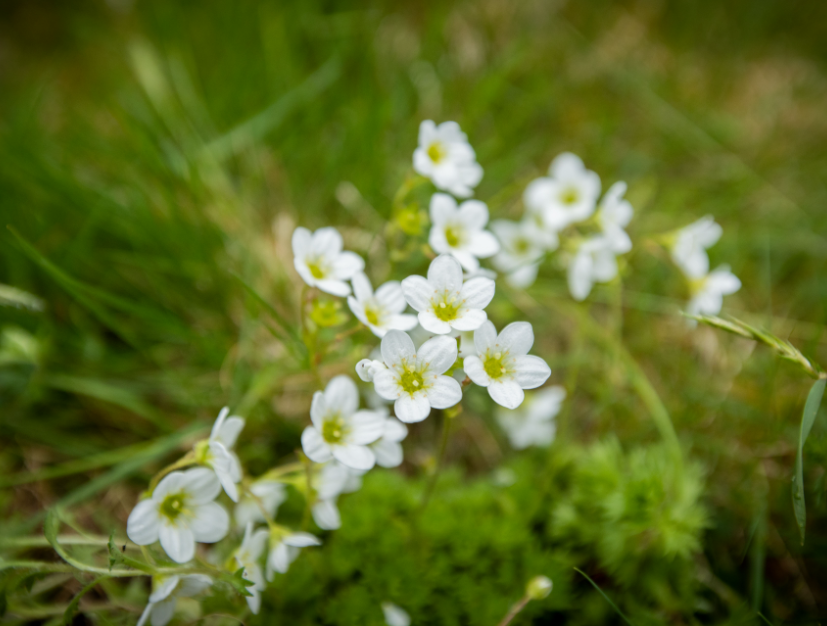 Natur am Byth! - Plantlife