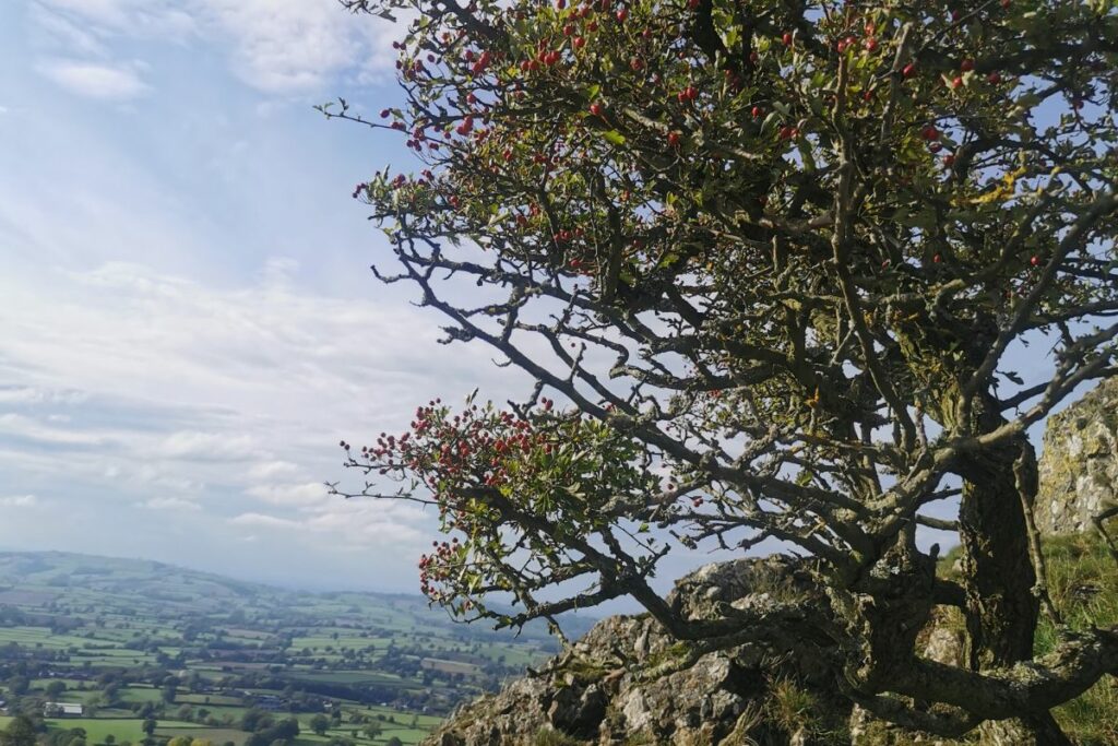 Natur am Byth! - Plantlife