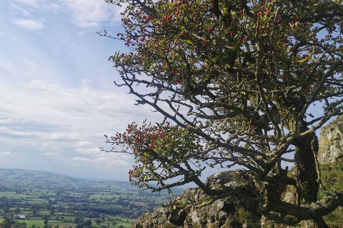 Natur am Byth! - Plantlife