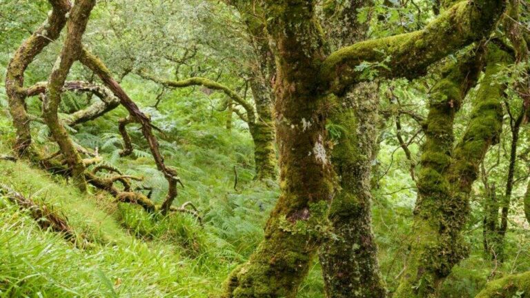 Temperate rainforest - Plantlife