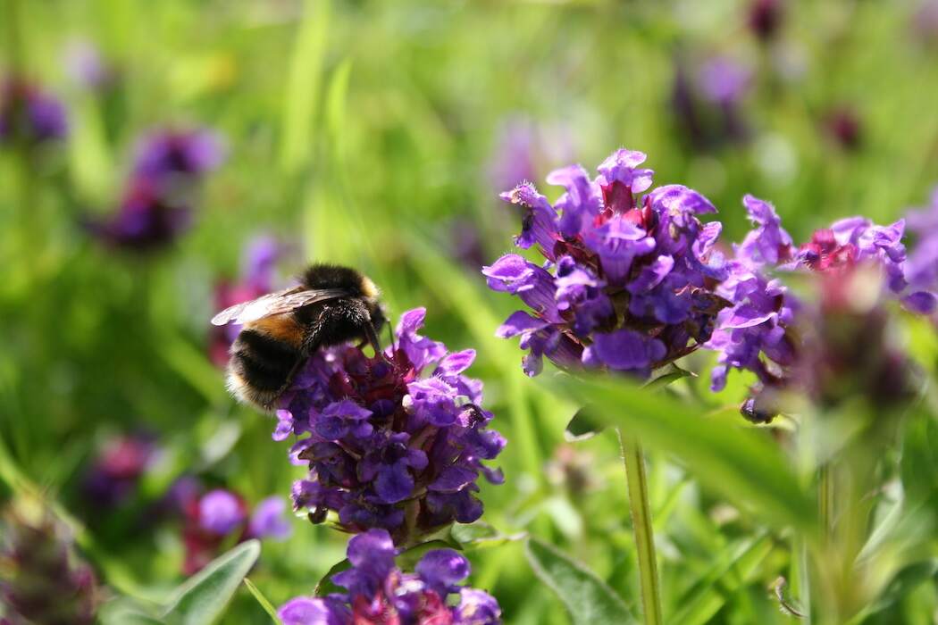 Everything You Need to Know About No Mow May and the No Mow Movement ...