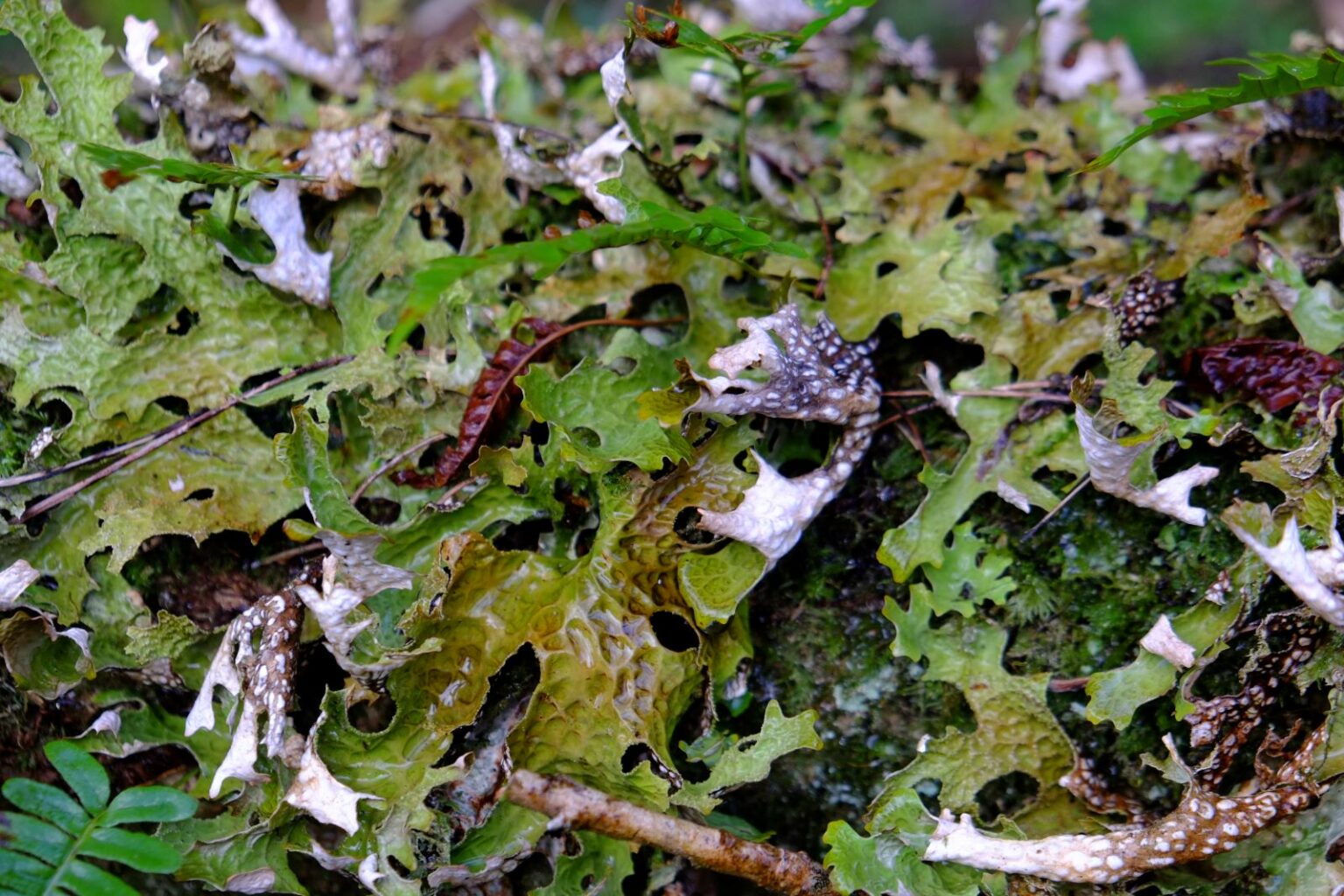 Building Resilience in South West Woodlands - Plantlife