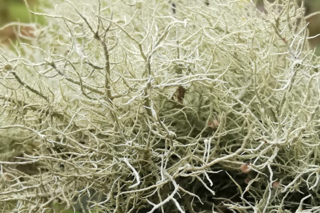 Natur am Byth! - Plantlife