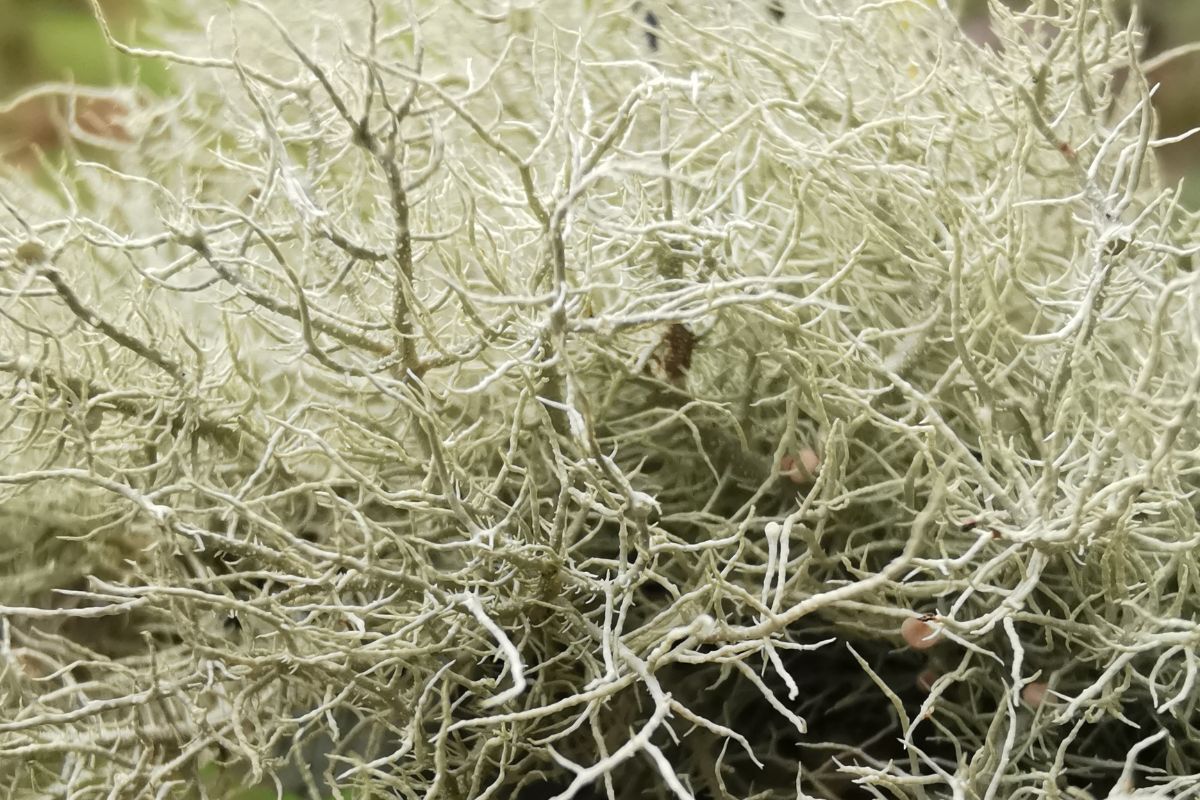 Natur am Byth! - Plantlife