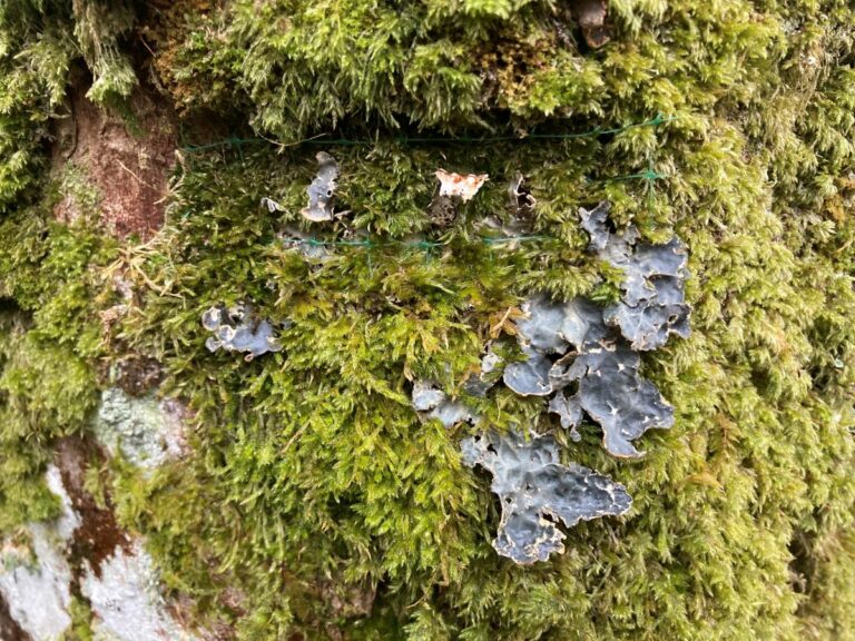 Discover Wales’ Extraordinary Rainforest Lichens - Plantlife