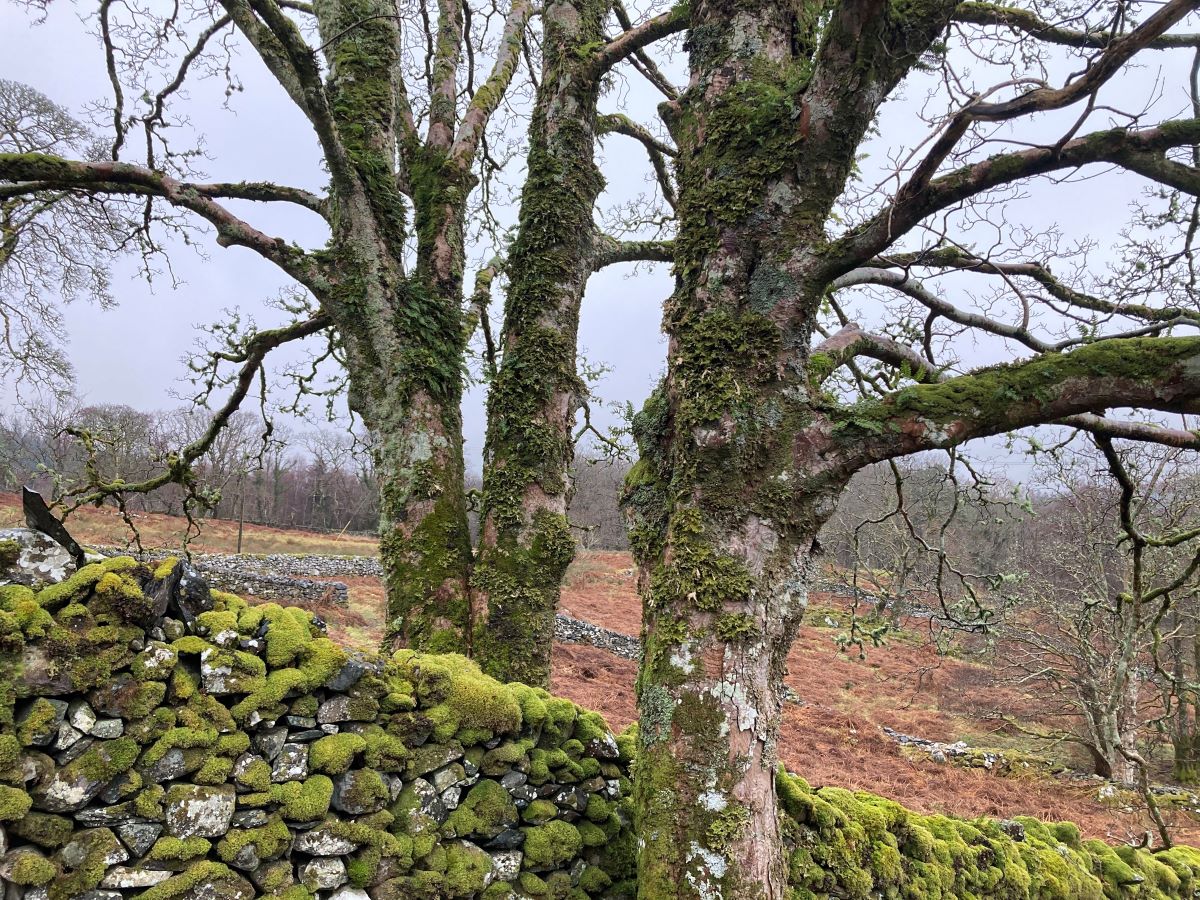 Discover Wales’ Extraordinary Rainforest Lichens - Plantlife