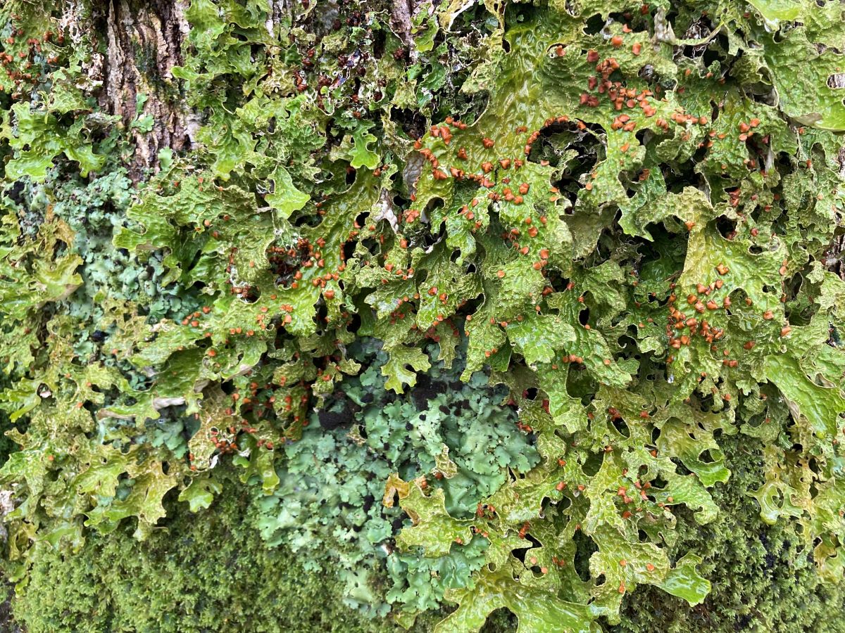 Discover Wales’ Extraordinary Rainforest Lichens - Plantlife