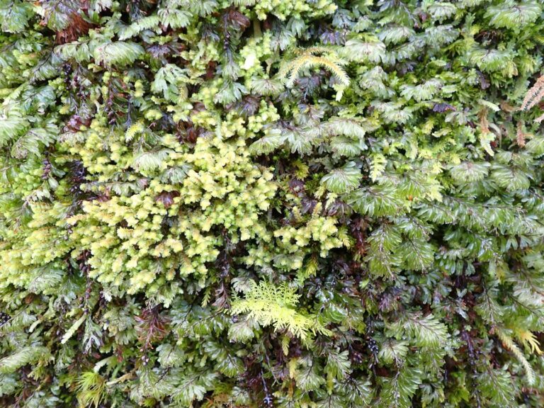 Discover Wales’ Extraordinary Rainforest Lichens - Plantlife