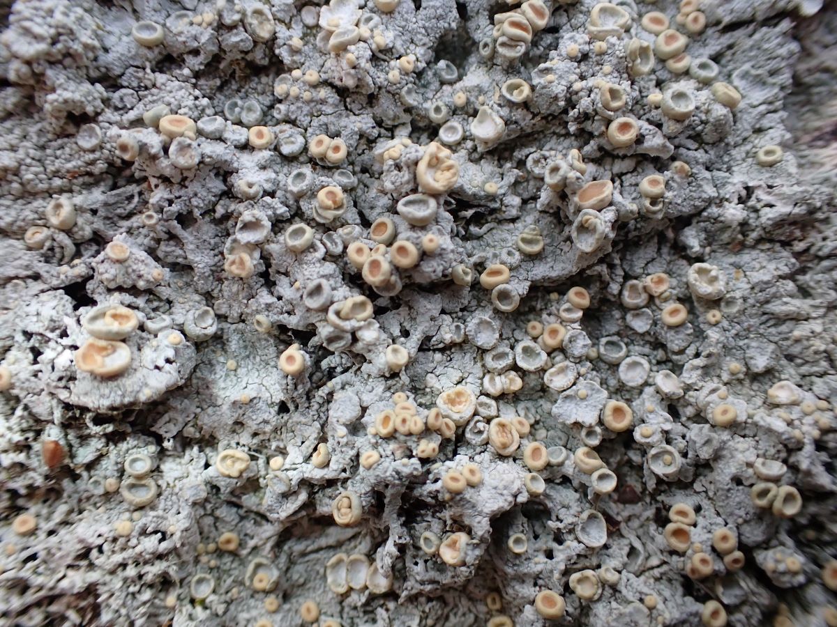 Let’s learn about… Lichens - Plantlife