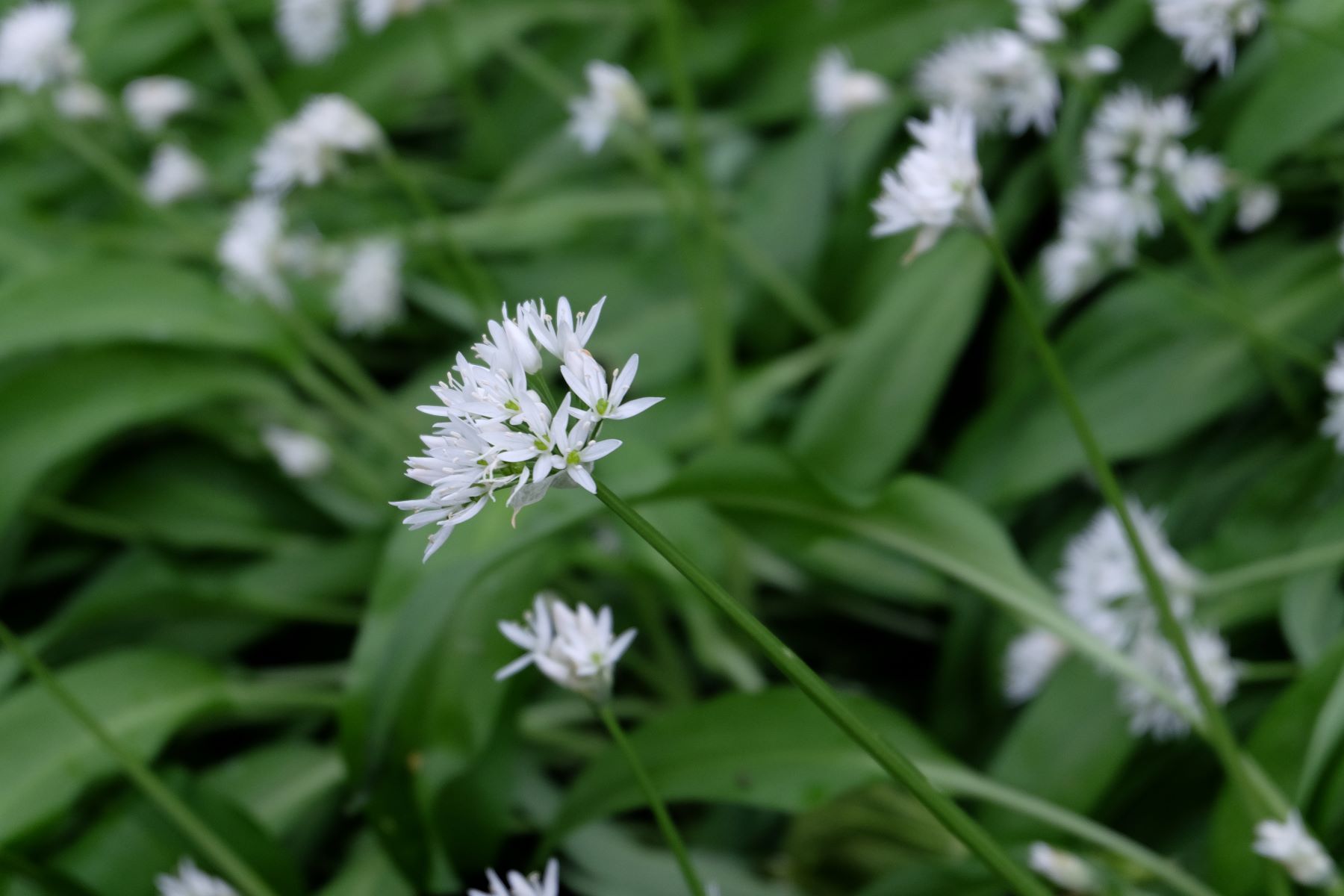 Wild Garlic - Plantlife