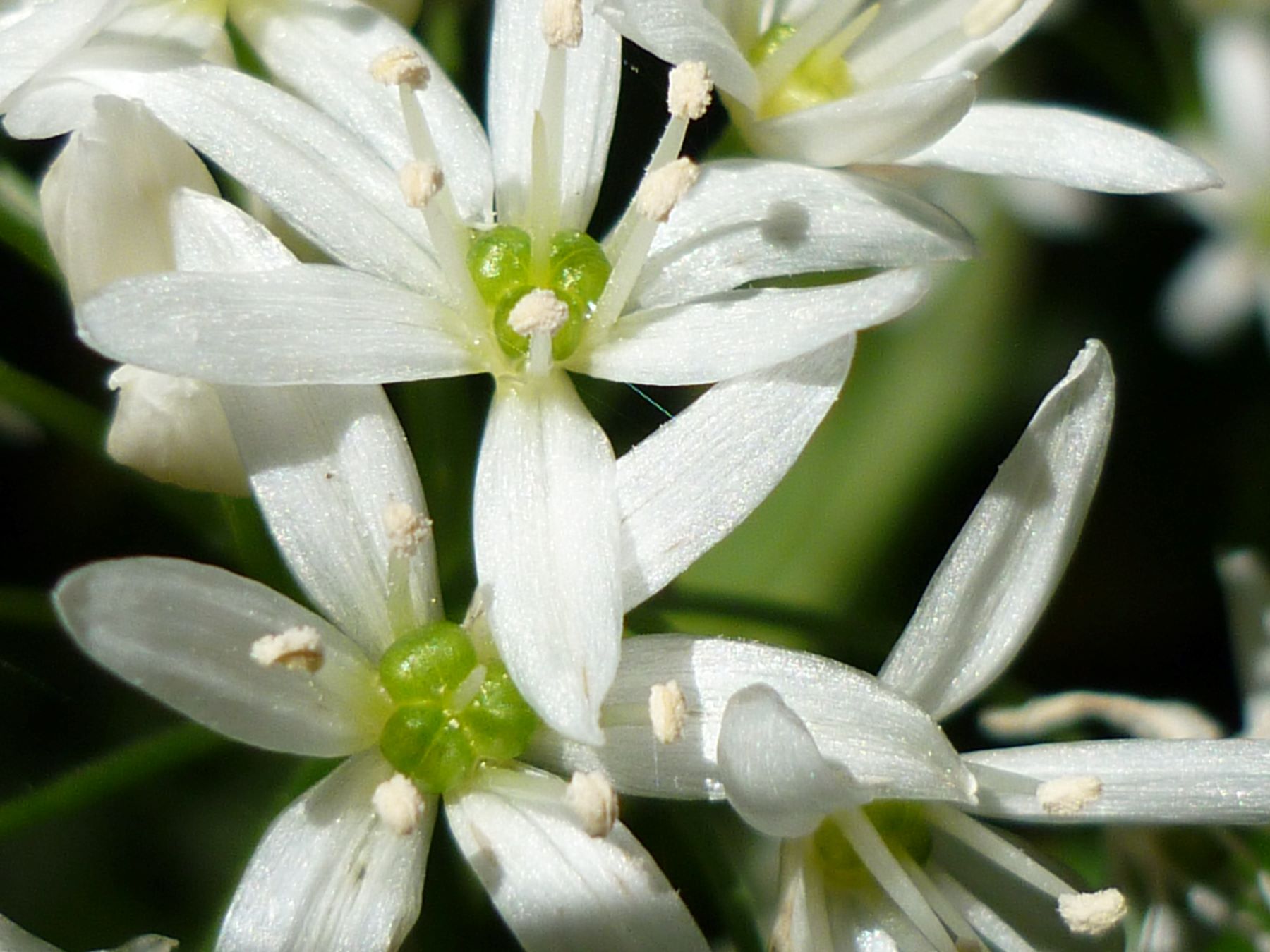 Wild Garlic - Plantlife