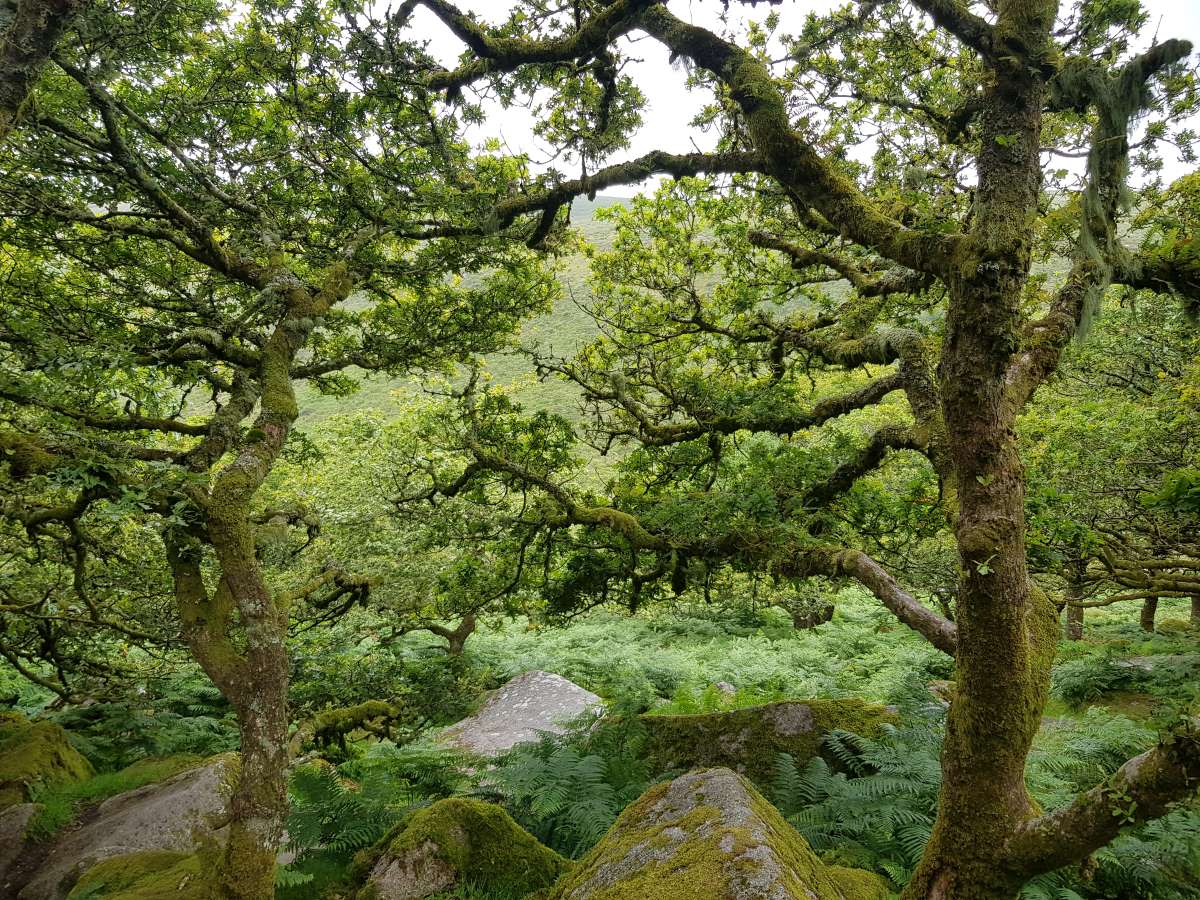 Are You in One of Britain's Rainforests? - Plantlife