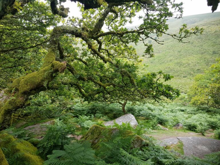 Temperate rainforest - Plantlife