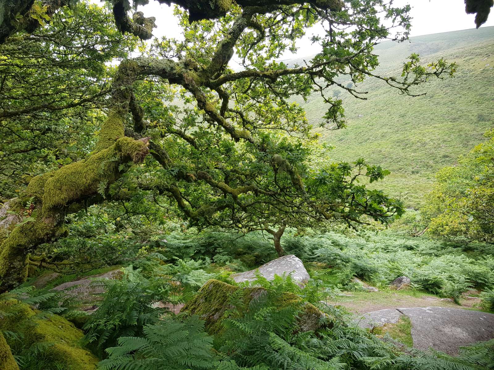 Building Resilience in South West Woodlands - Plantlife