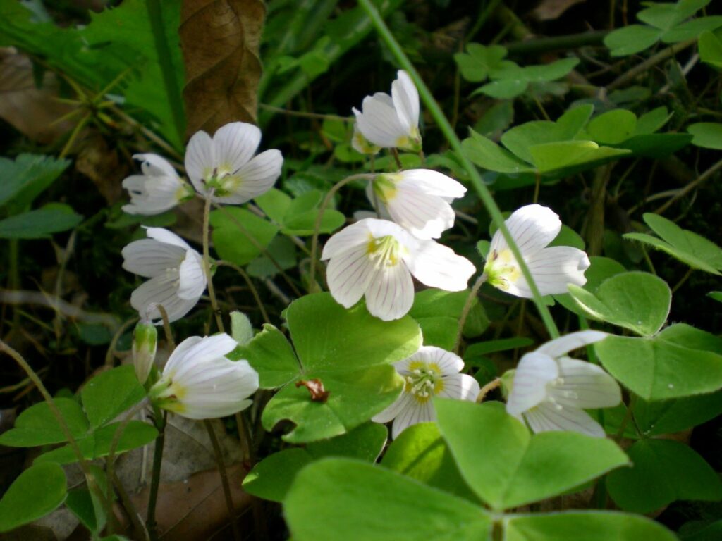 Wood Sorrel - Plantlife