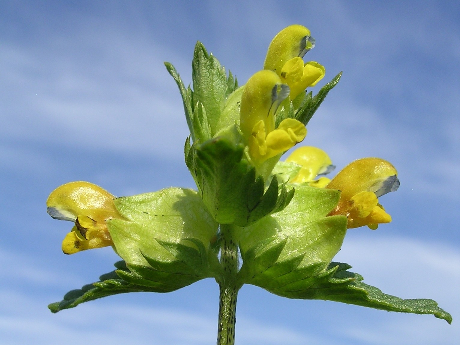 Yellow Rattle - Plantlife